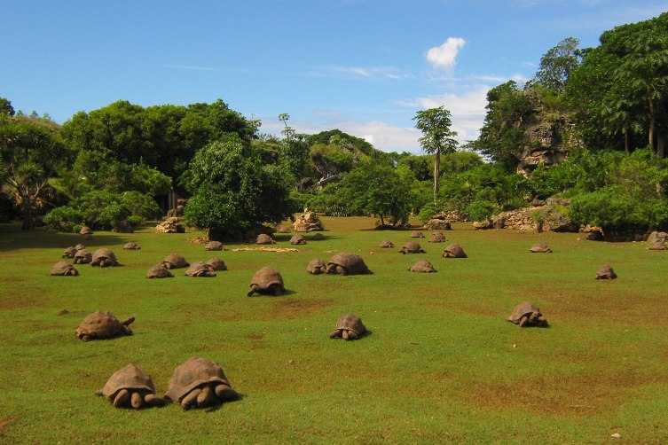 Beyond the Beach: Saving the Giant Tortoise in Mauritius | TIME.com